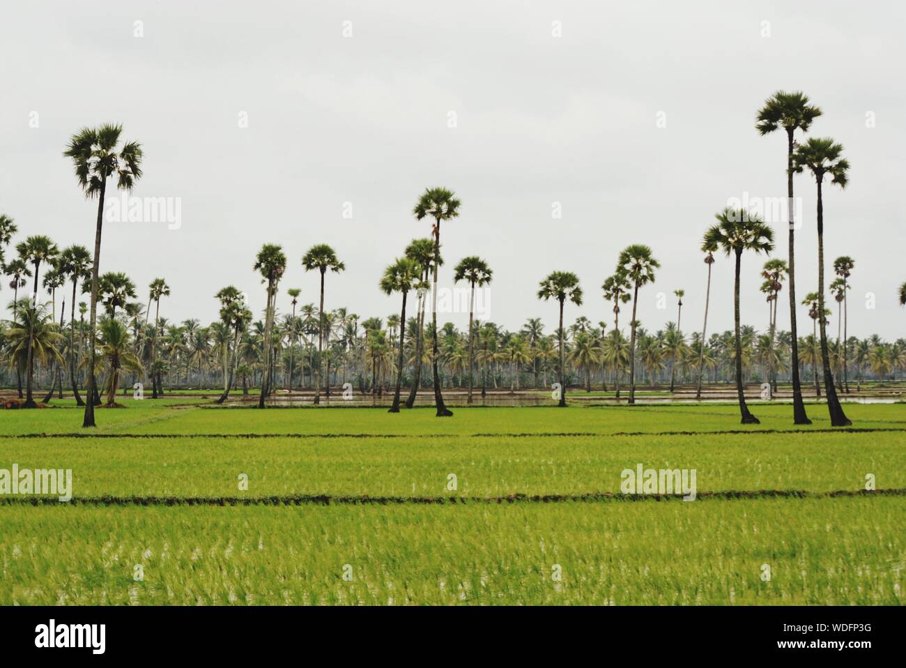 Rice paddy flowers hi-res stock photography and images - Alamy