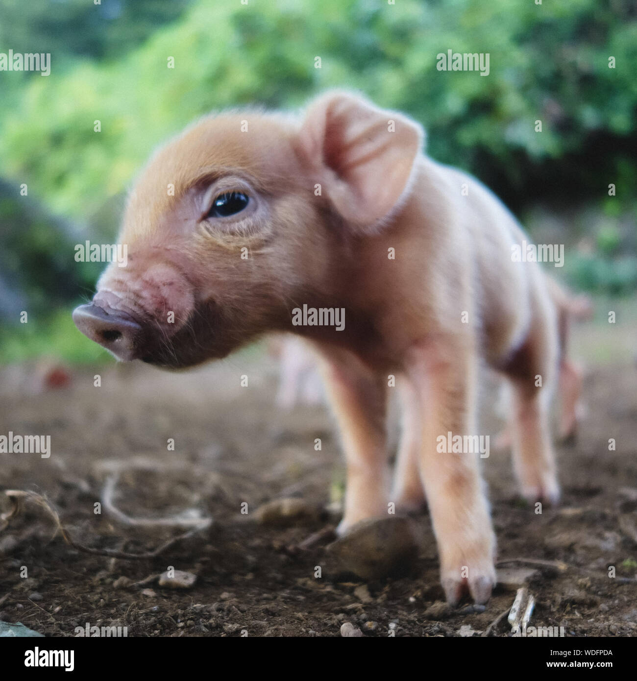 Portrait piglet hi-res stock photography and images - Alamy