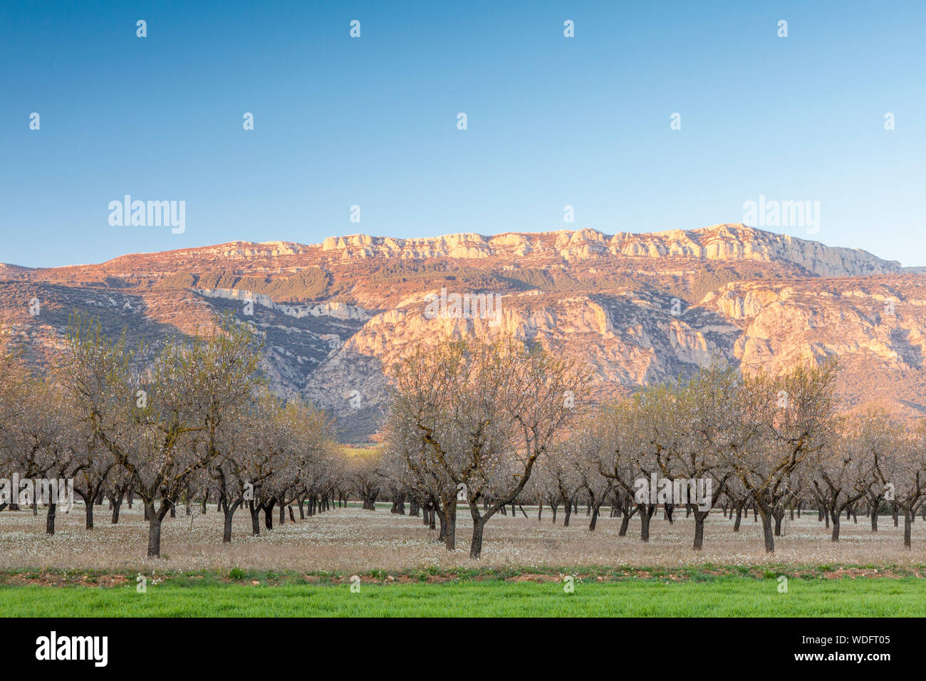 Almond trees, Valley of Ager at Serra del Montsec, La Noguera, Lleida ...