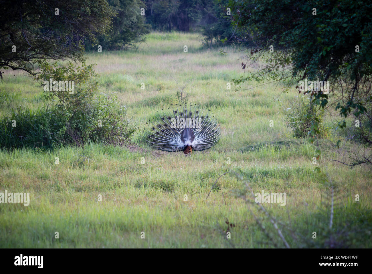 Rear view peacock hi-res stock photography and images - Alamy