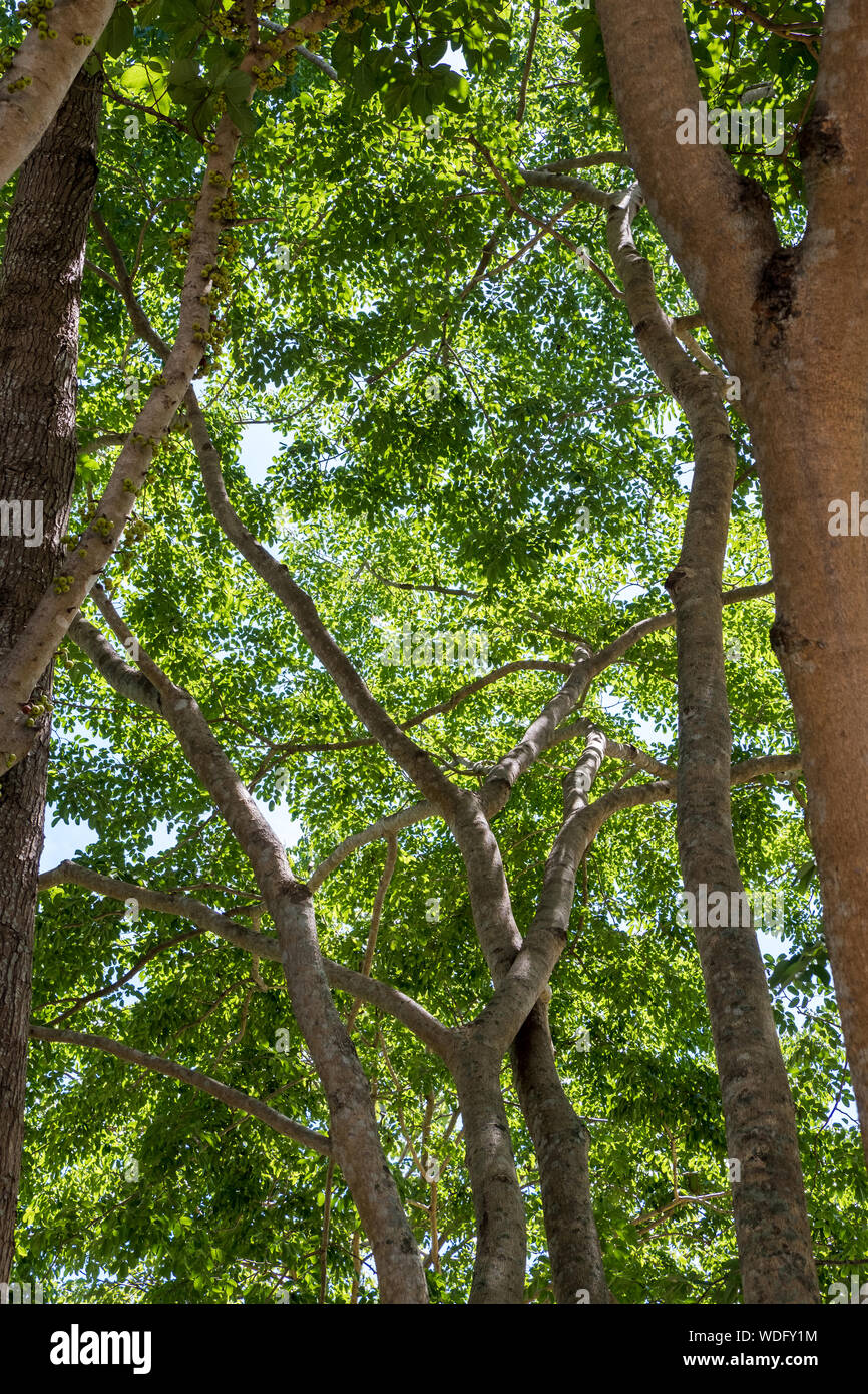 High canopy tree with the sunlight of the rainforest in the national ...