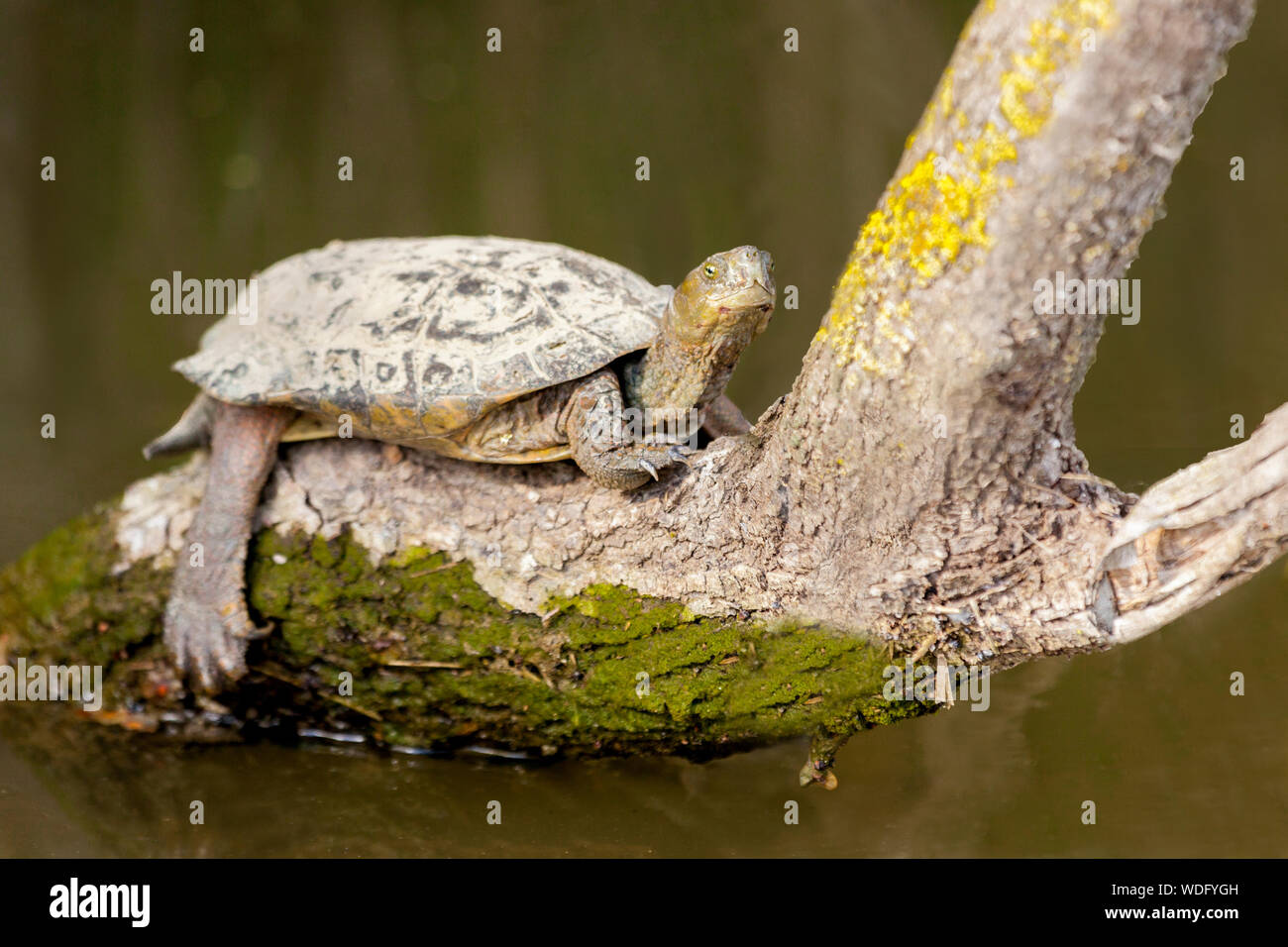 Spanish pond turtle or Mediterranean turtle (Mauremys leprosa), Natural ...