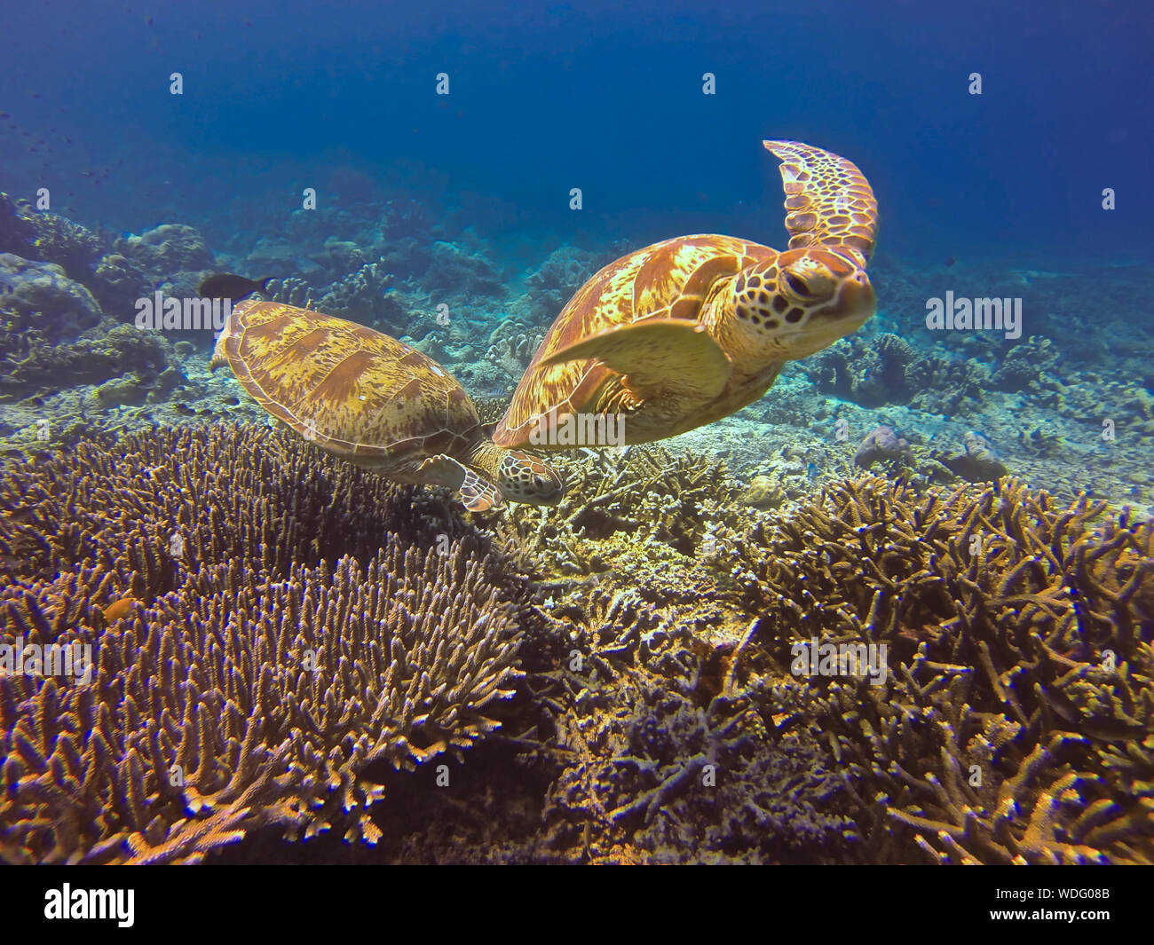 Front view turtle hi-res stock photography and images - Alamy