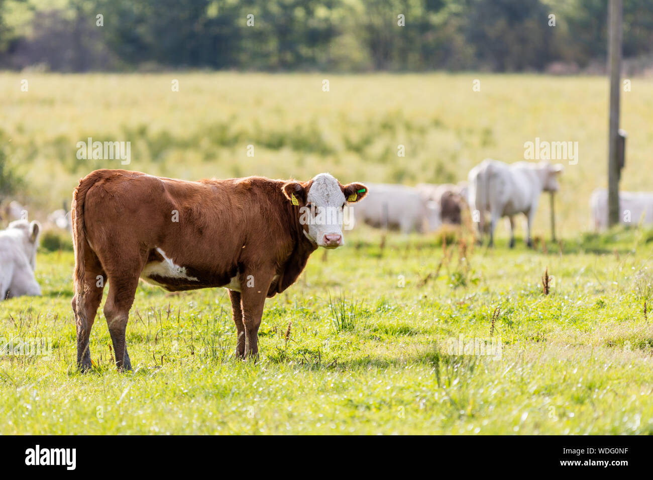 Side View Of Cows On Grassland Stock Photo - Alamy