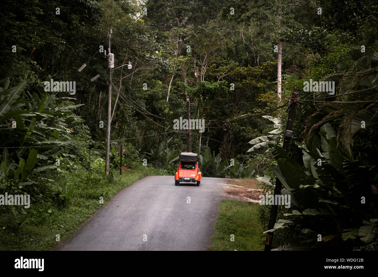 Car forest hi-res stock photography and images - Alamy