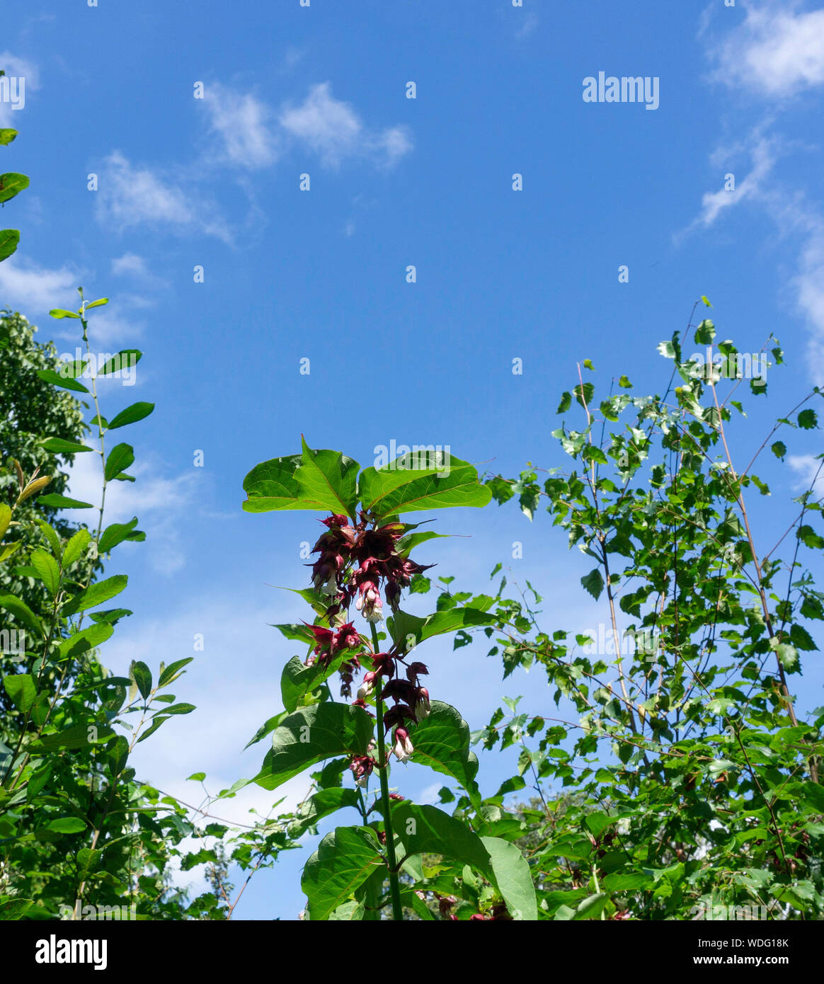 Foxglove tree hi-res stock photography and images - Alamy