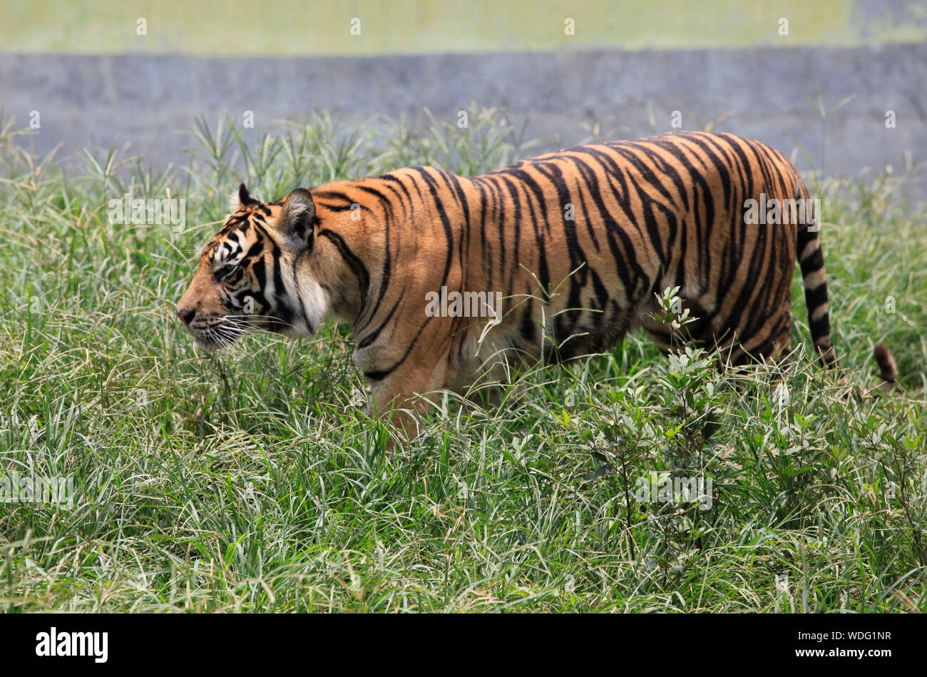 Tiger Grass High Resolution Stock Photography and Images - Alamy