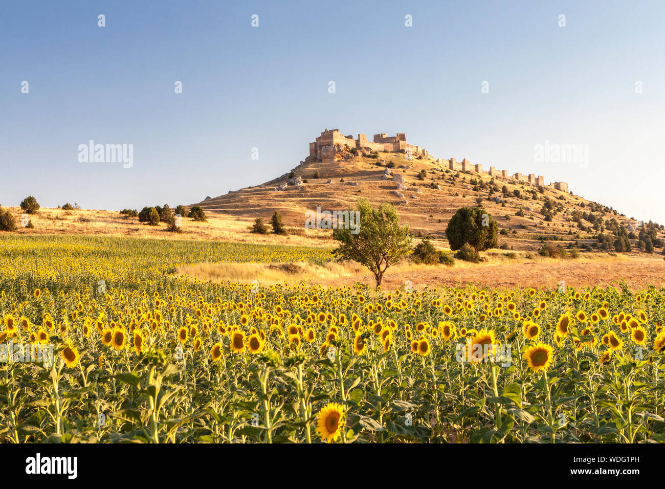 Gormaz Castle, Soria, Spain Stock Photo - Alamy