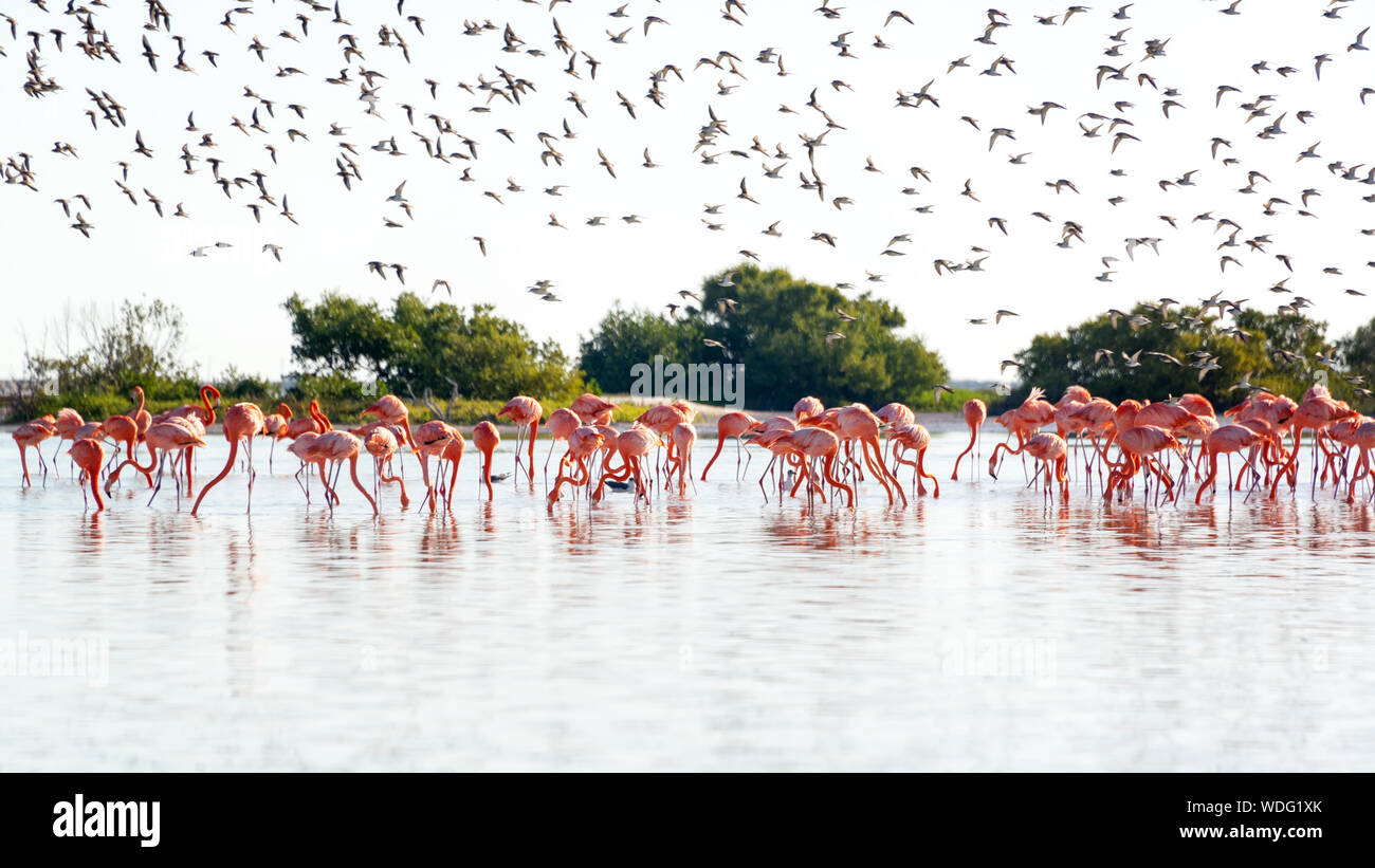 Flamingos flying sea hi-res stock photography and images - Alamy