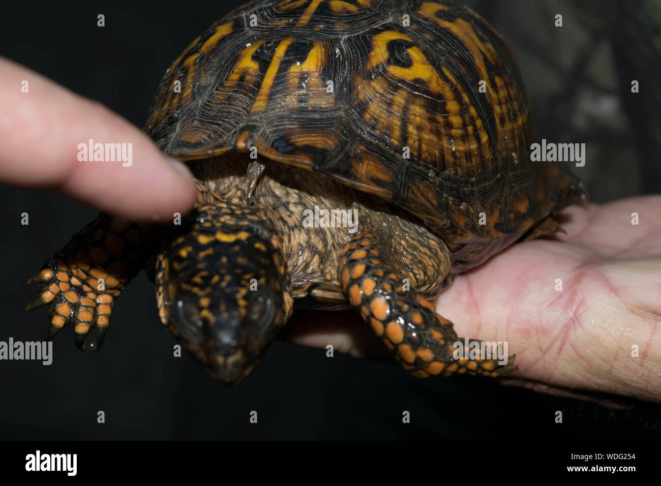 Person holding turtle hi-res stock photography and images - Alamy