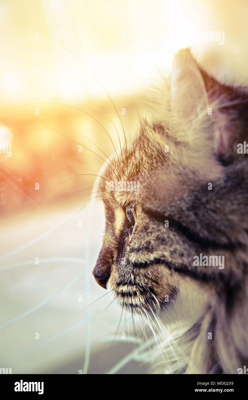 Cat looking at sunset hi-res stock photography and images - Alamy