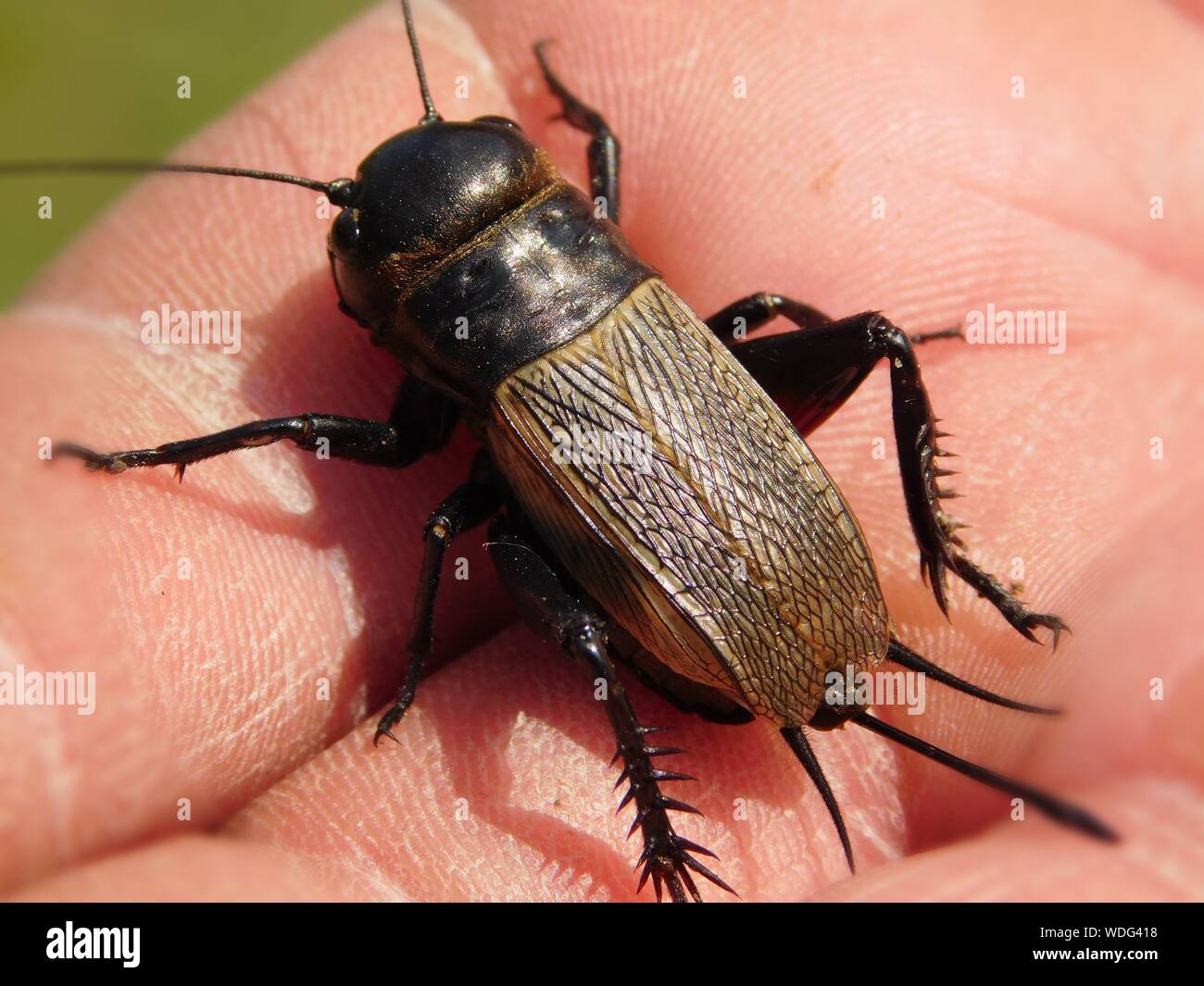 Black field cricket close up insect hi-res stock photography and images ...