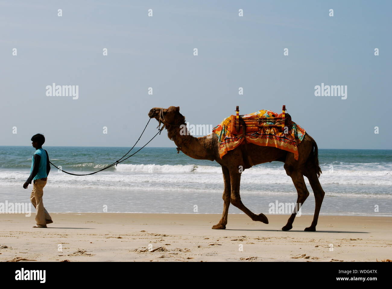 Rider and camel hi-res stock photography and images - Alamy