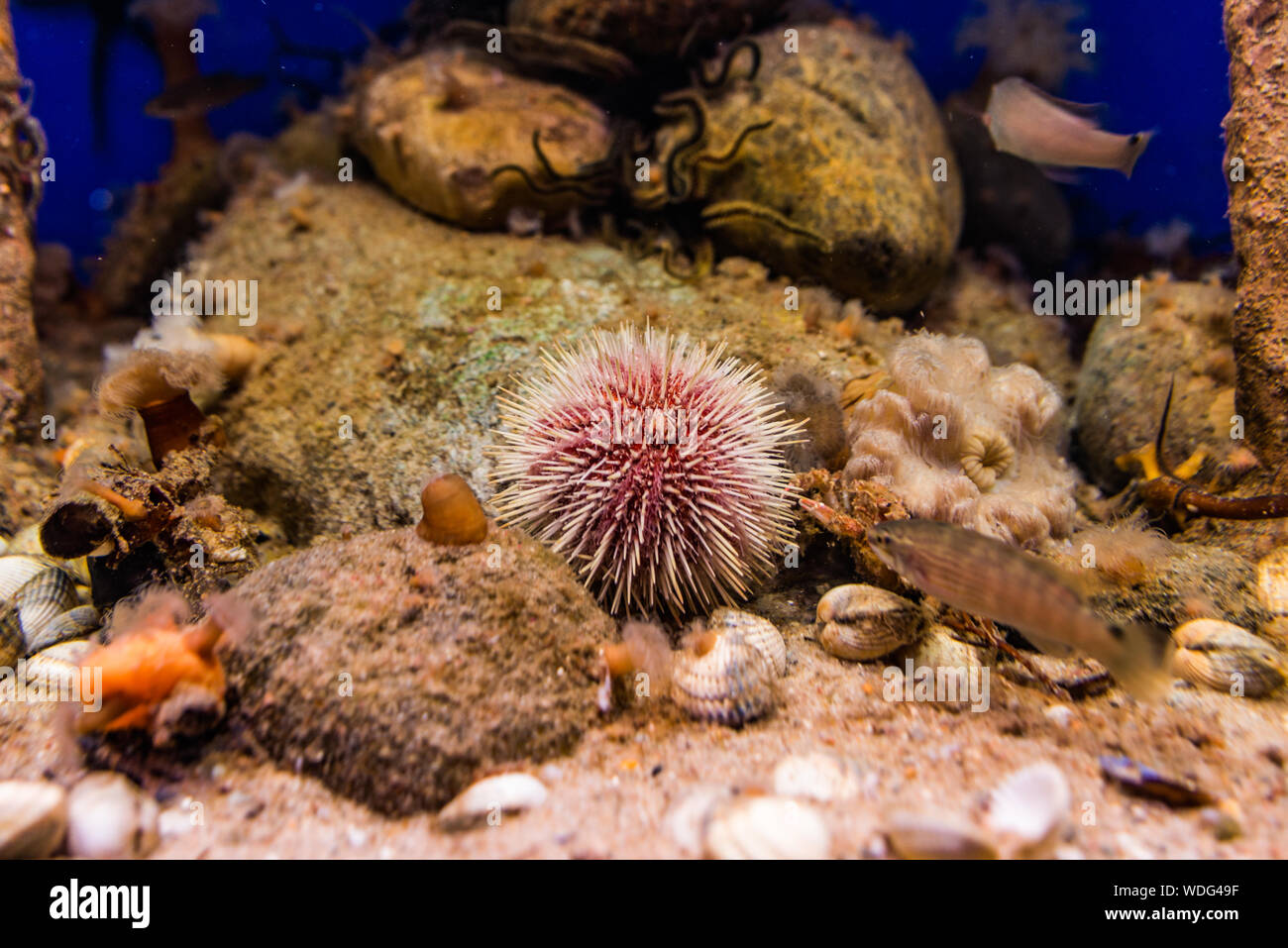 Close up sea urchin in hi-res stock photography and images - Alamy
