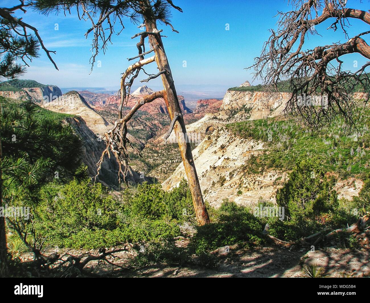Vegetation geography hi-res stock photography and images - Alamy