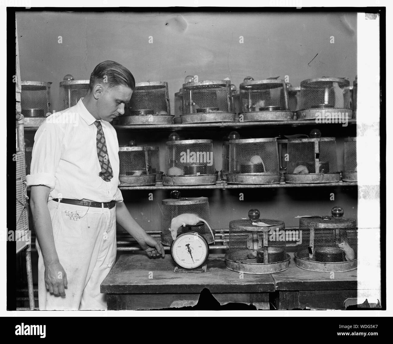 Rats in public hi-res stock photography and images - Alamy