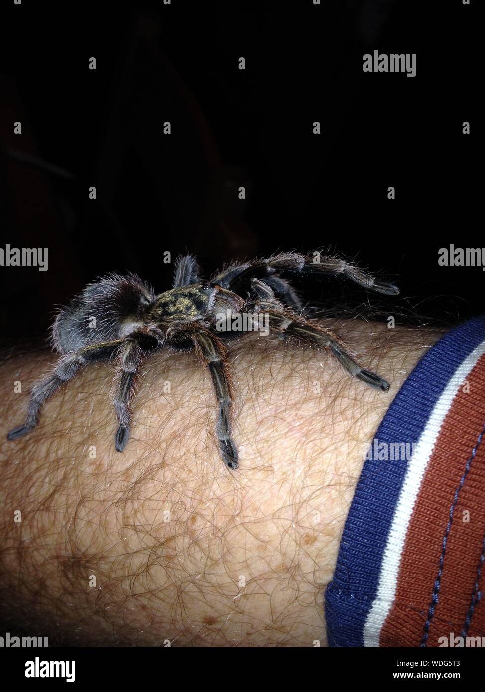 Tarantula Body High Resolution Stock Photography and Images - Alamy