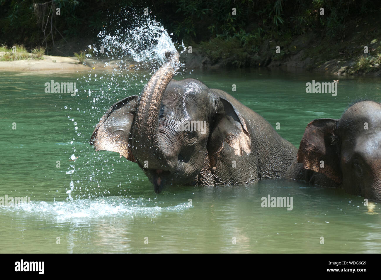 Swimming with an elephant hi-res stock photography and images - Alamy