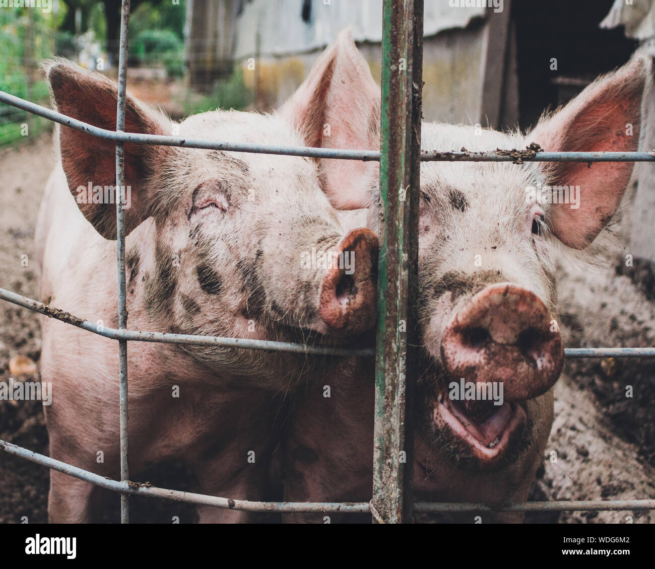Pigs in cage hi-res stock photography and images - Alamy