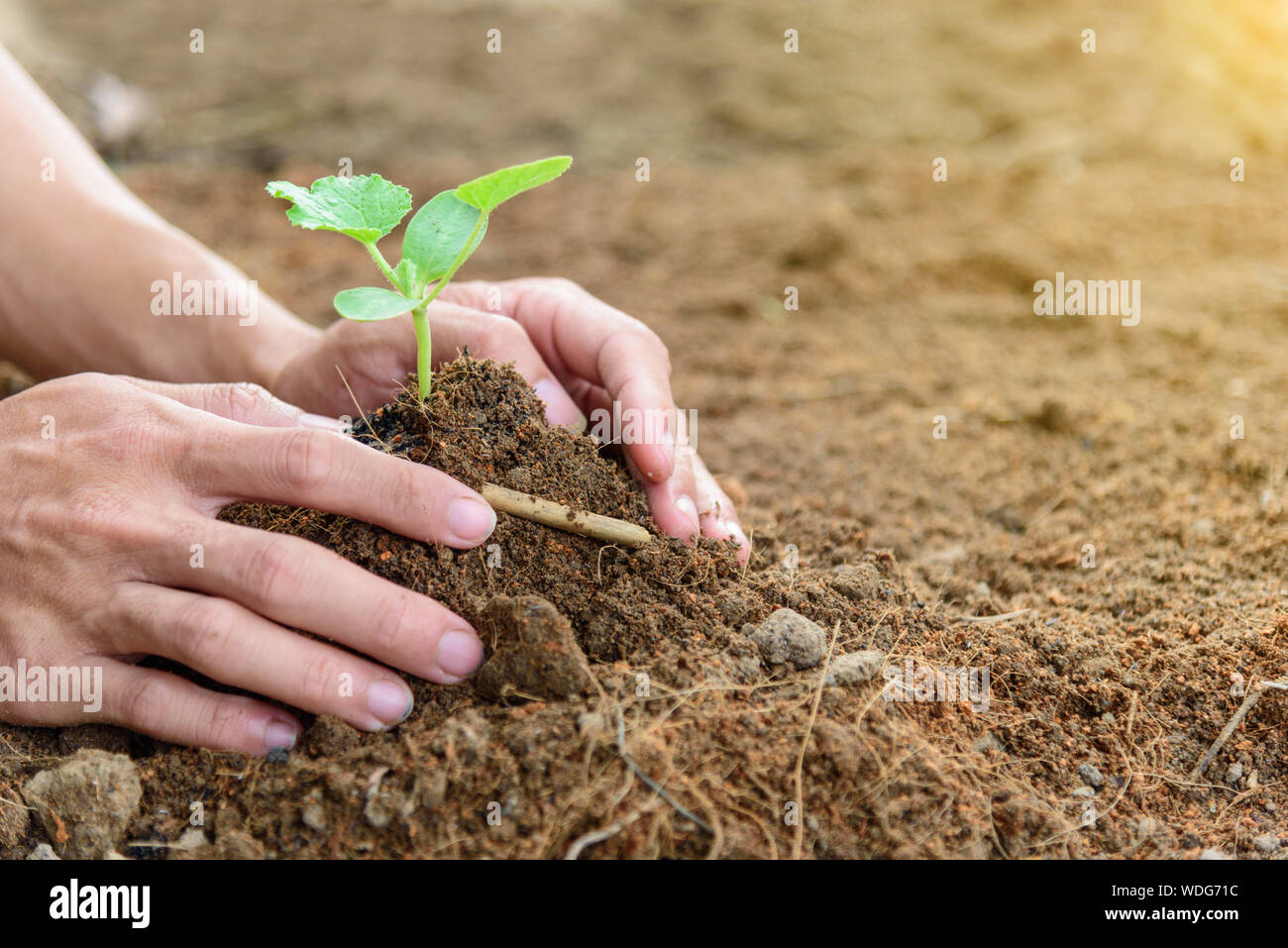 The man Plant The Sapling to soil Stock Photo - Alamy