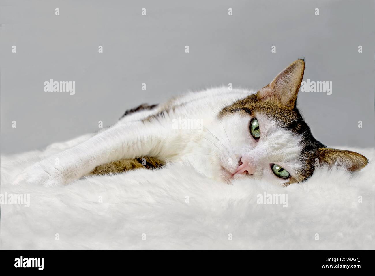 Cat and sheep hi-res stock photography and images - Alamy