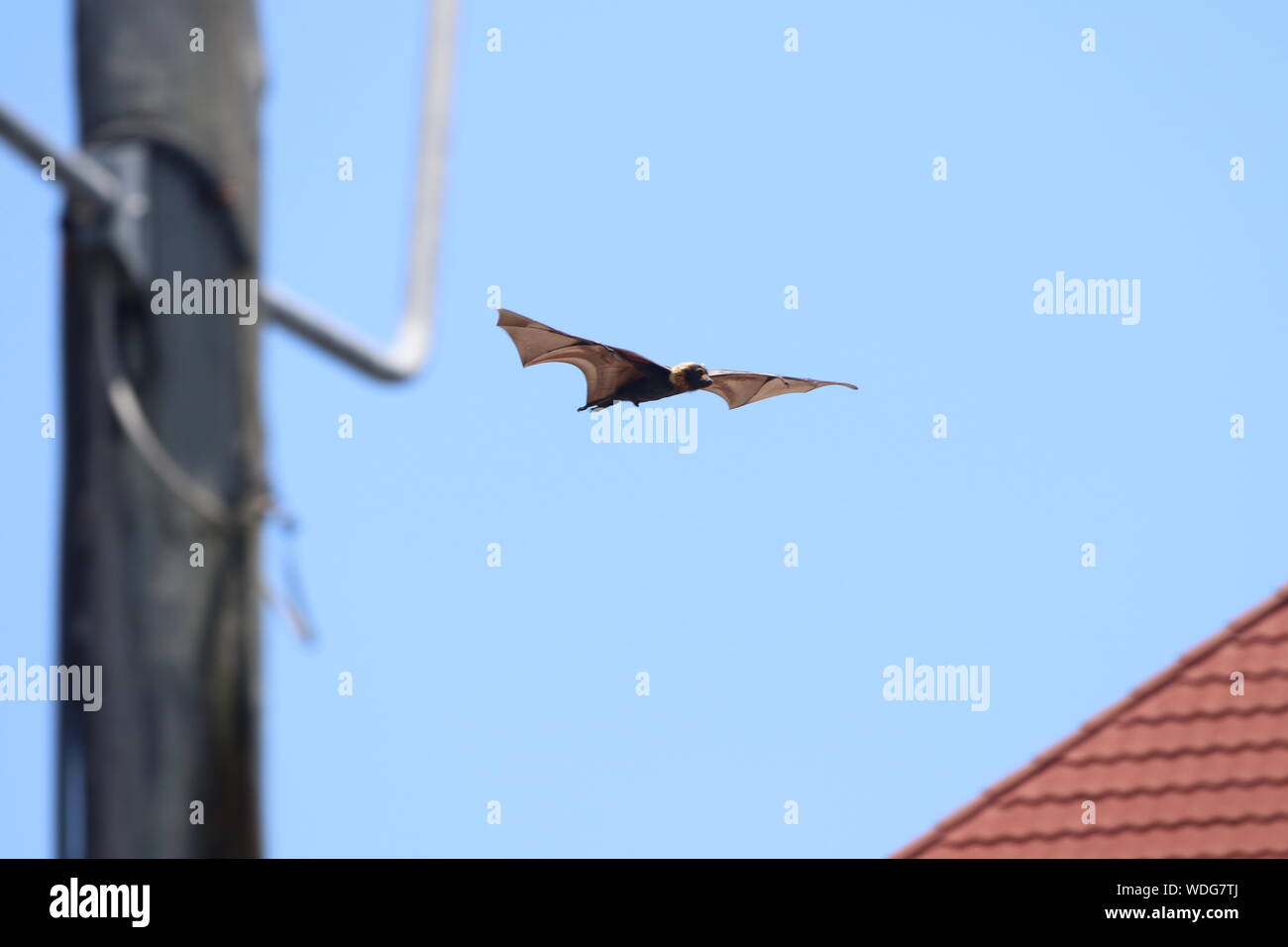 Flying bat blue sky hi-res stock photography and images - Alamy