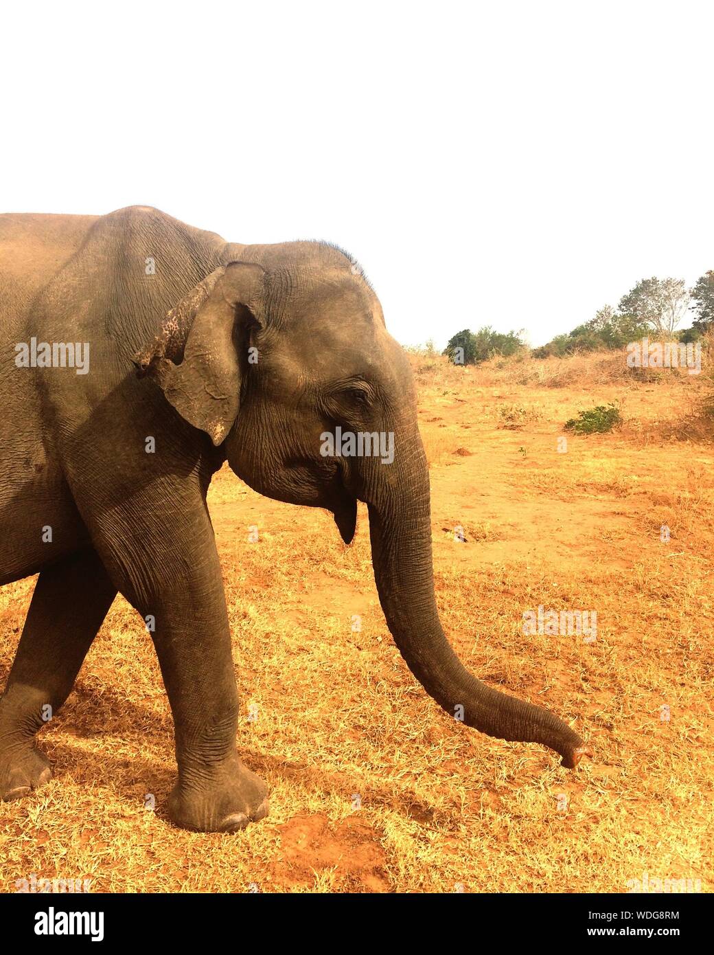 Side View Indian Elephant High Resolution Stock Photography and Images ...