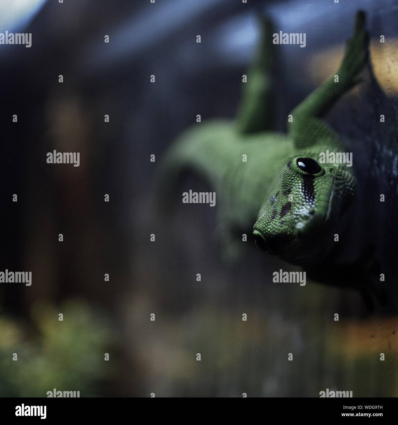 Gecko up close hi-res stock photography and images - Alamy