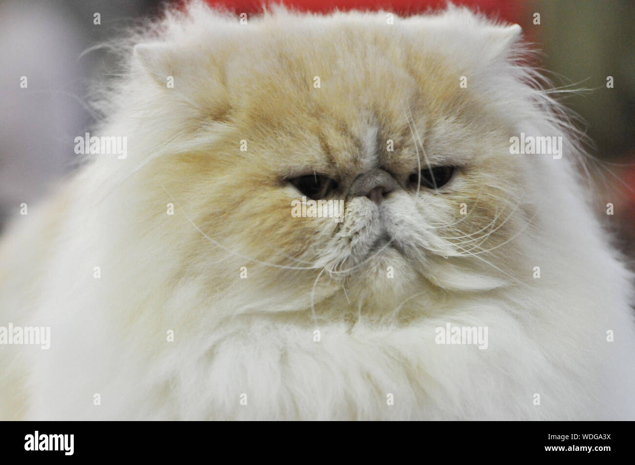 Beige cat hair hi-res stock photography and images - Alamy