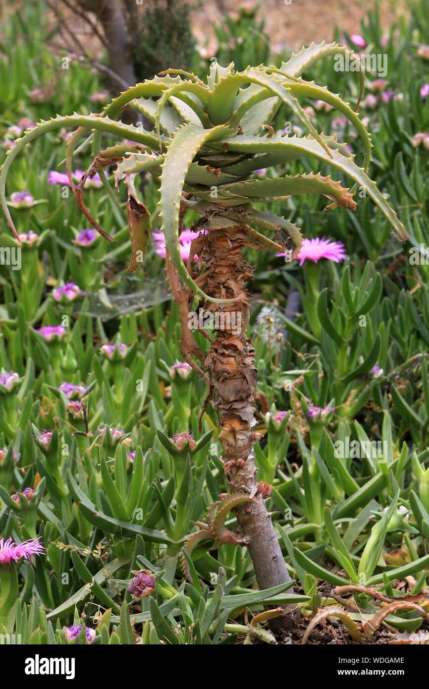 Plant rapproche hi-res stock photography and images - Alamy