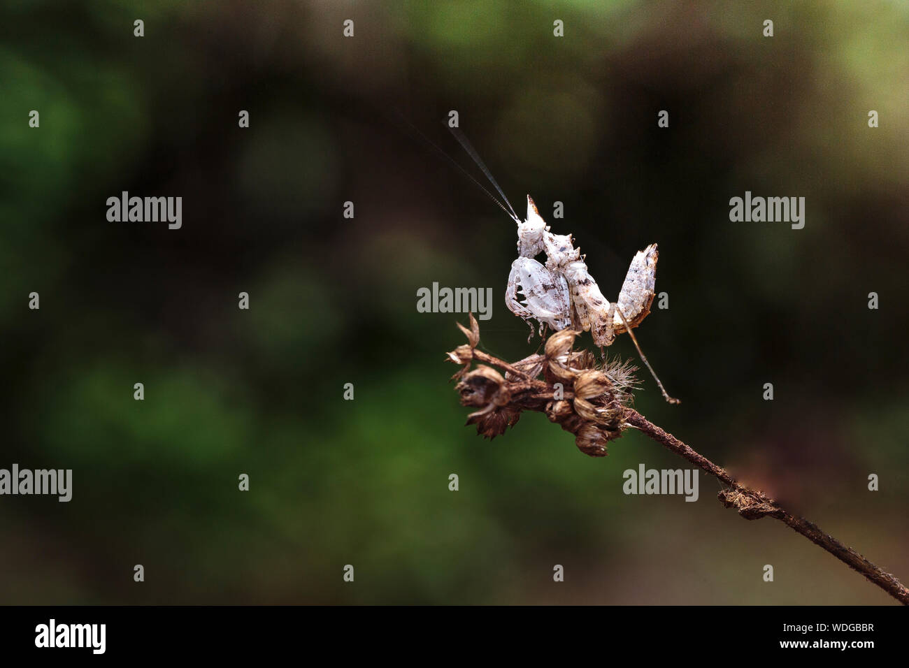 Horned mantis hi-res stock photography and images - Alamy