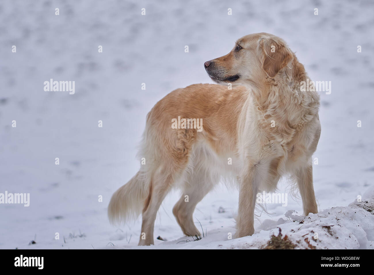 Golden retriever in the cold hi-res stock photography and images - Alamy