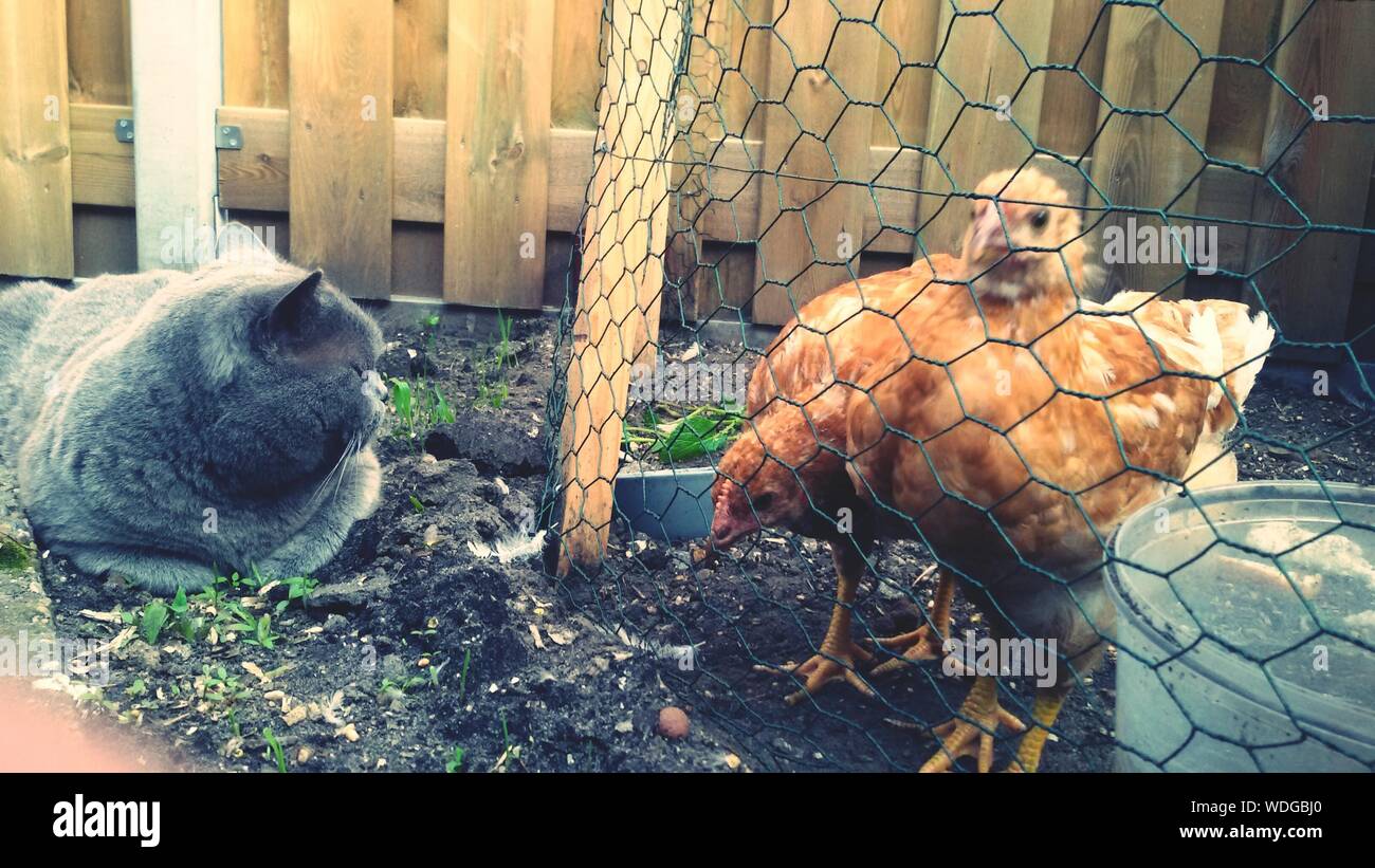 Cat and chickens High Resolution Stock Photography and Images - Alamy