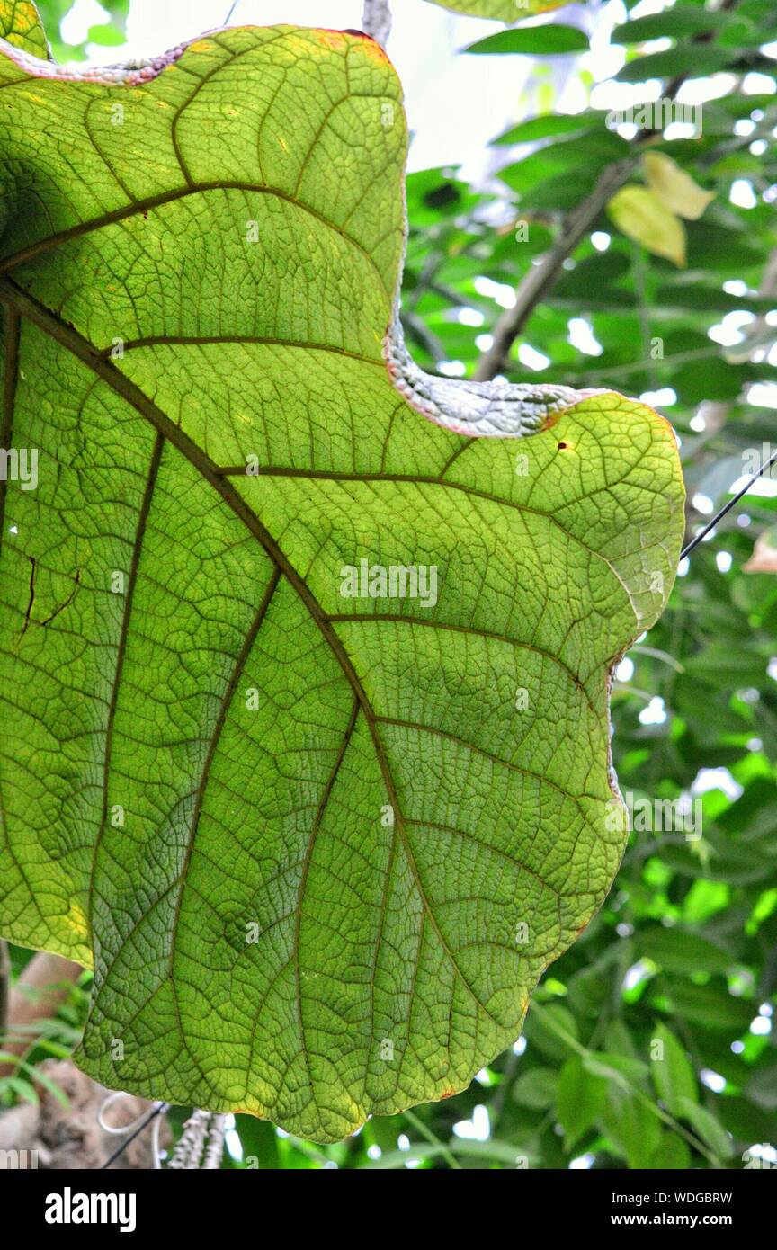 Rotting leaf hi-res stock photography and images - Alamy