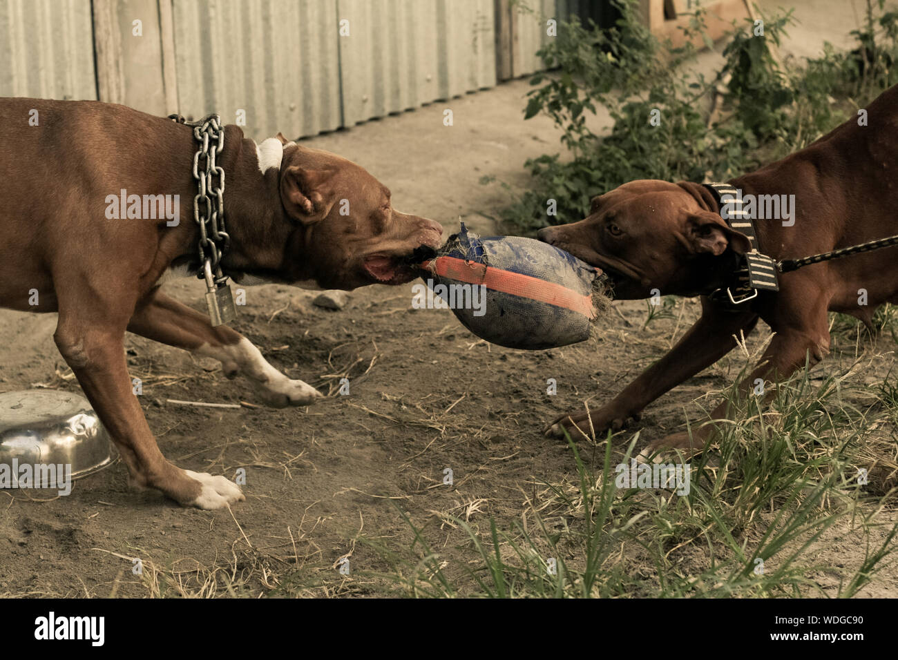 Pit bulls playing hi-res stock photography and images - Alamy