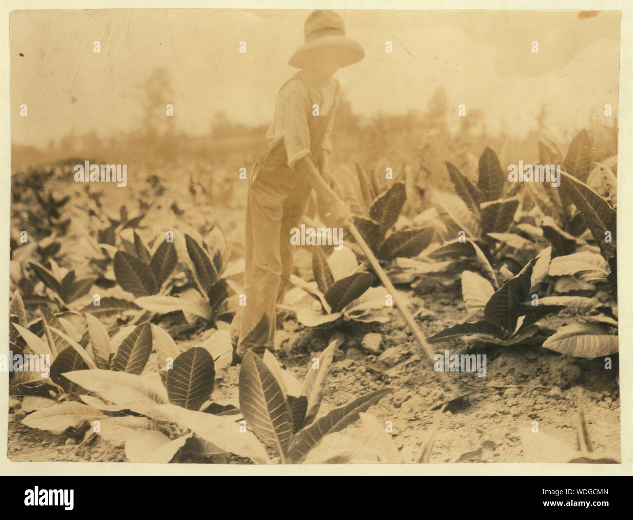 George Barbee, 13 years old hoeing. Lives near Bell School. Abstract ...