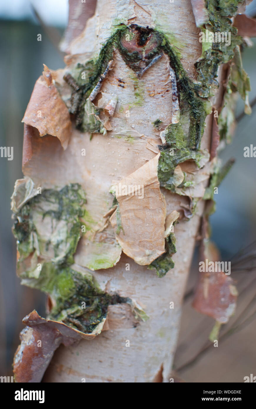 Birch trunk peeled bark hi-res stock photography and images - Alamy