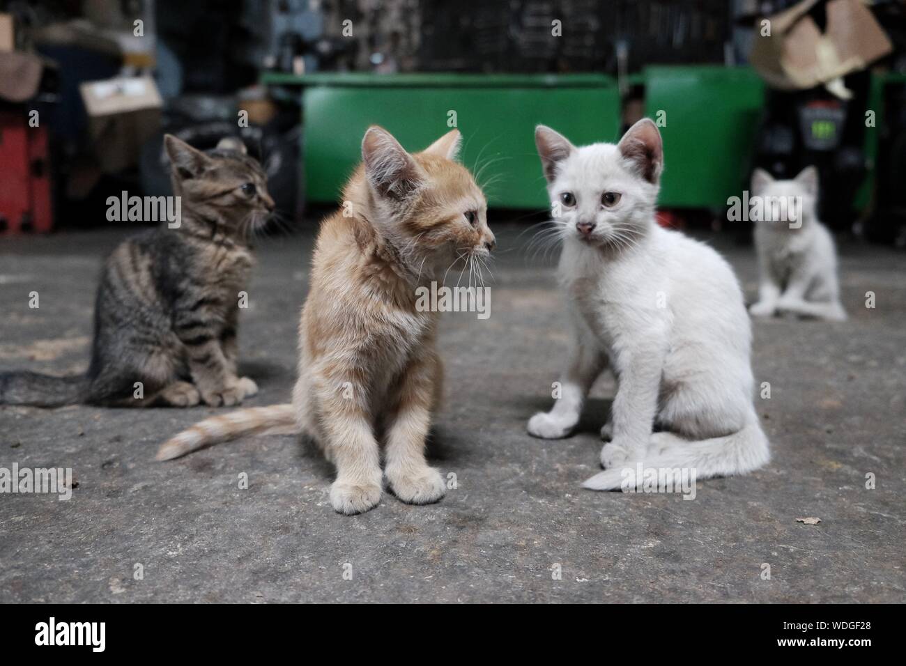 Kittens Sitting On Street Stock Photo - Alamy