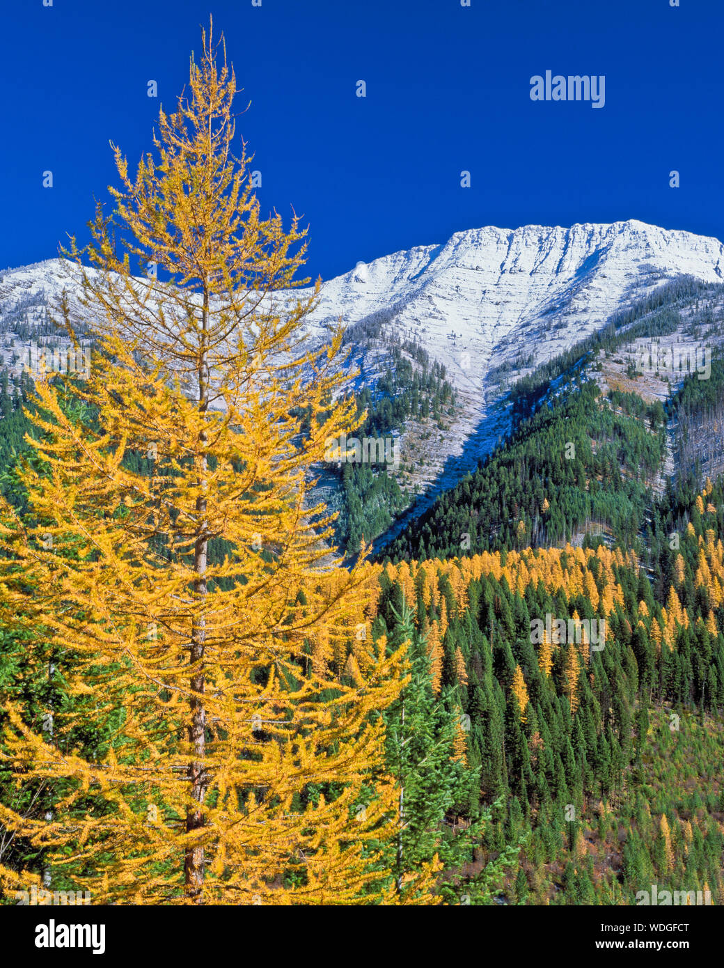 larch in fall color below the swan range near condon, montana Stock ...
