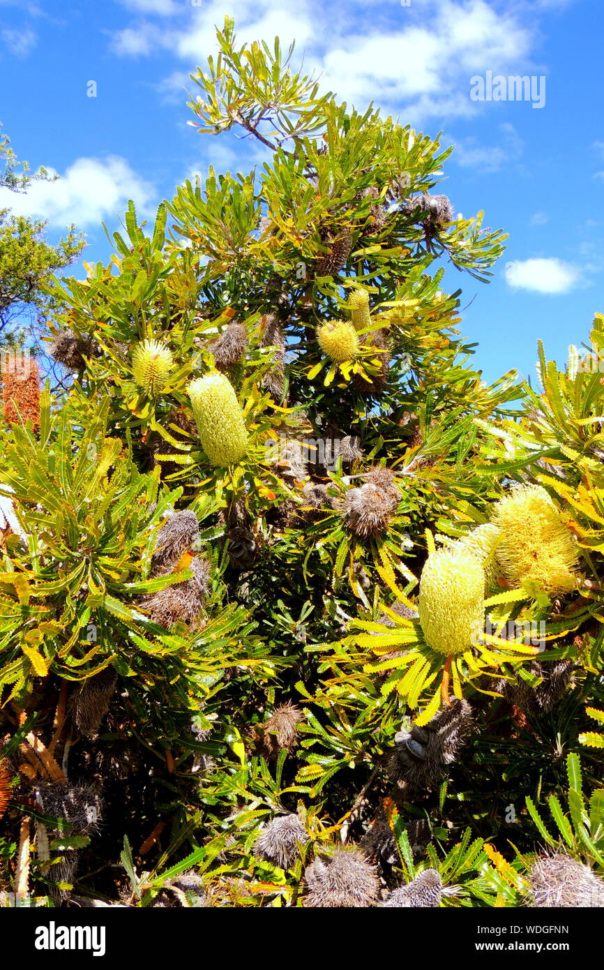 Yellow flowering tree australia hi-res stock photography and images - Alamy