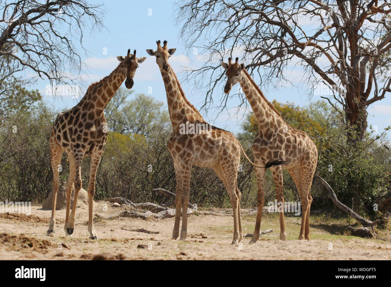 Hwange national park zimbabwe giraffe hi-res stock photography and ...