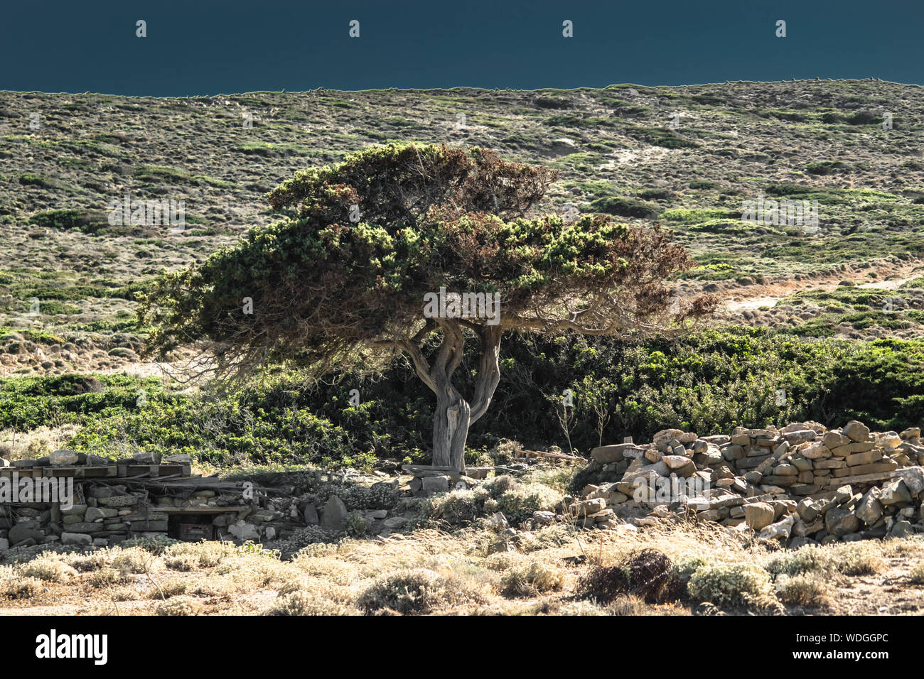 Arid plants hi-res stock photography and images - Alamy