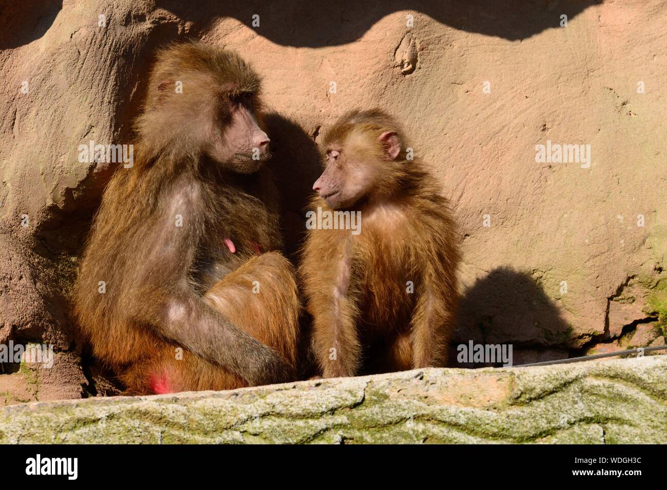 Baboons Sitting On Rock Stock Photo - Alamy