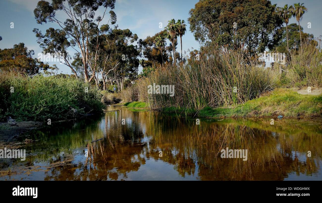River grass in water hi-res stock photography and images - Alamy