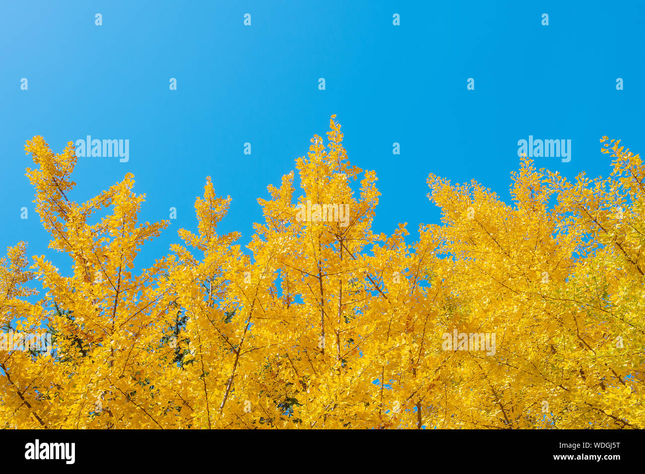 Blue sky yellow tree hi-res stock photography and images - Alamy