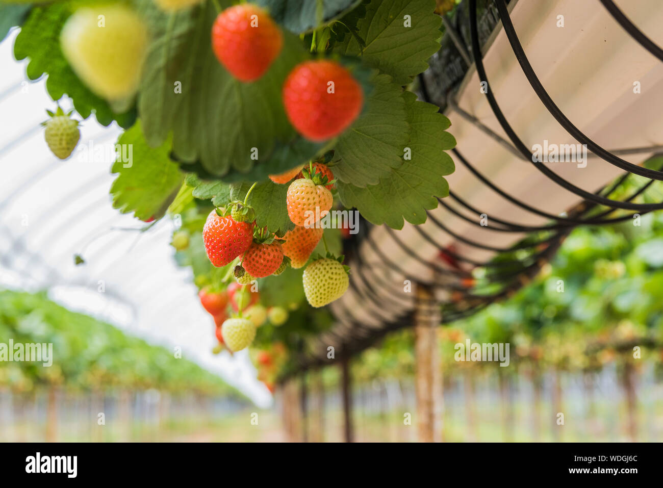 Strawberries growing in a poly tunnel Stock Photo - Alamy