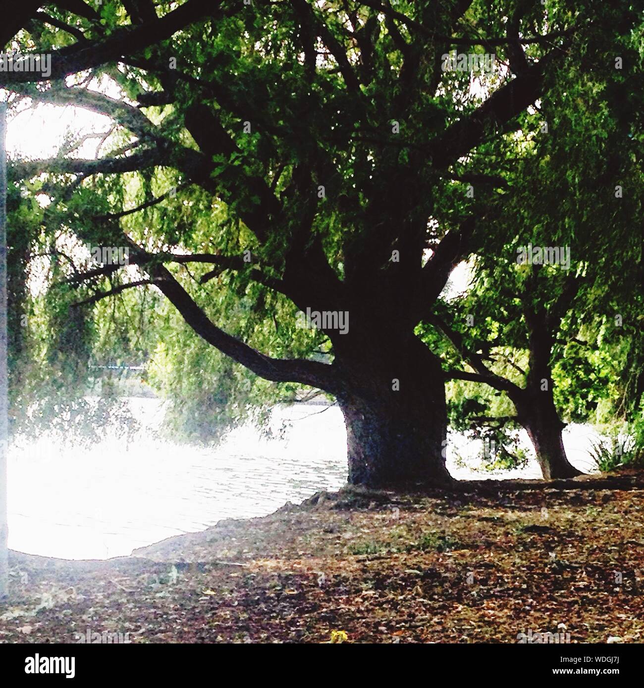 Growing lakeside hi-res stock photography and images - Alamy