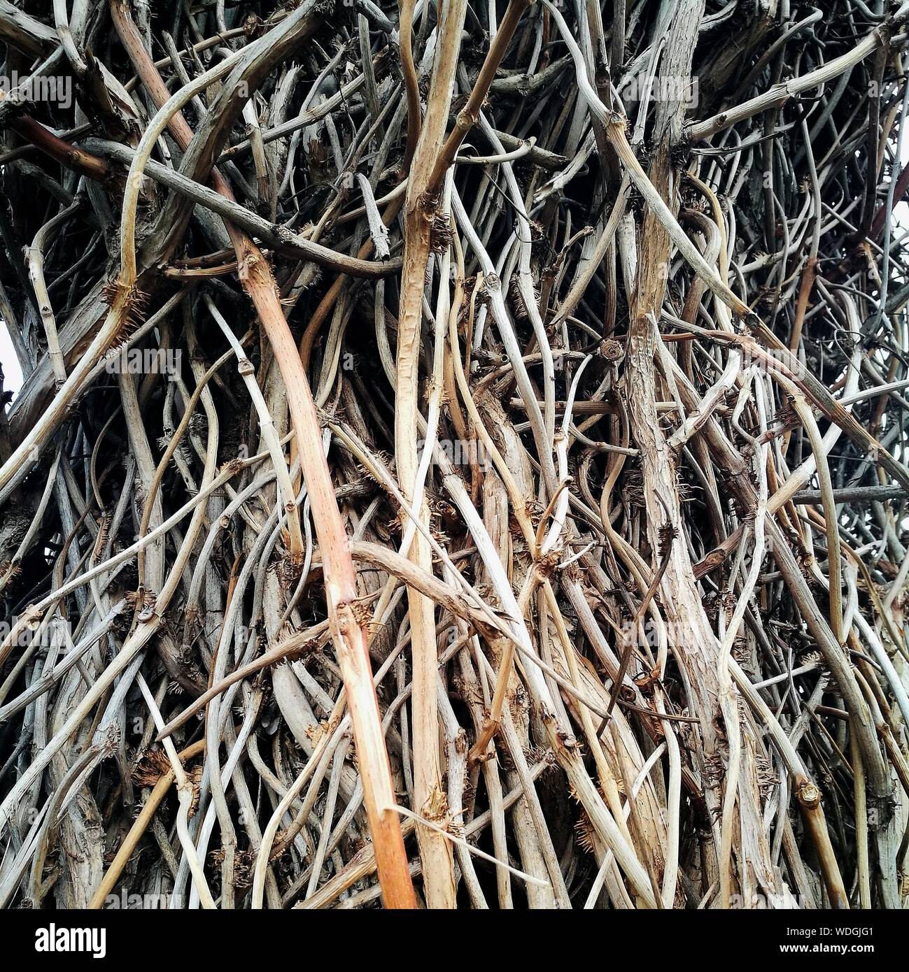 Tangled branches hi-res stock photography and images - Alamy