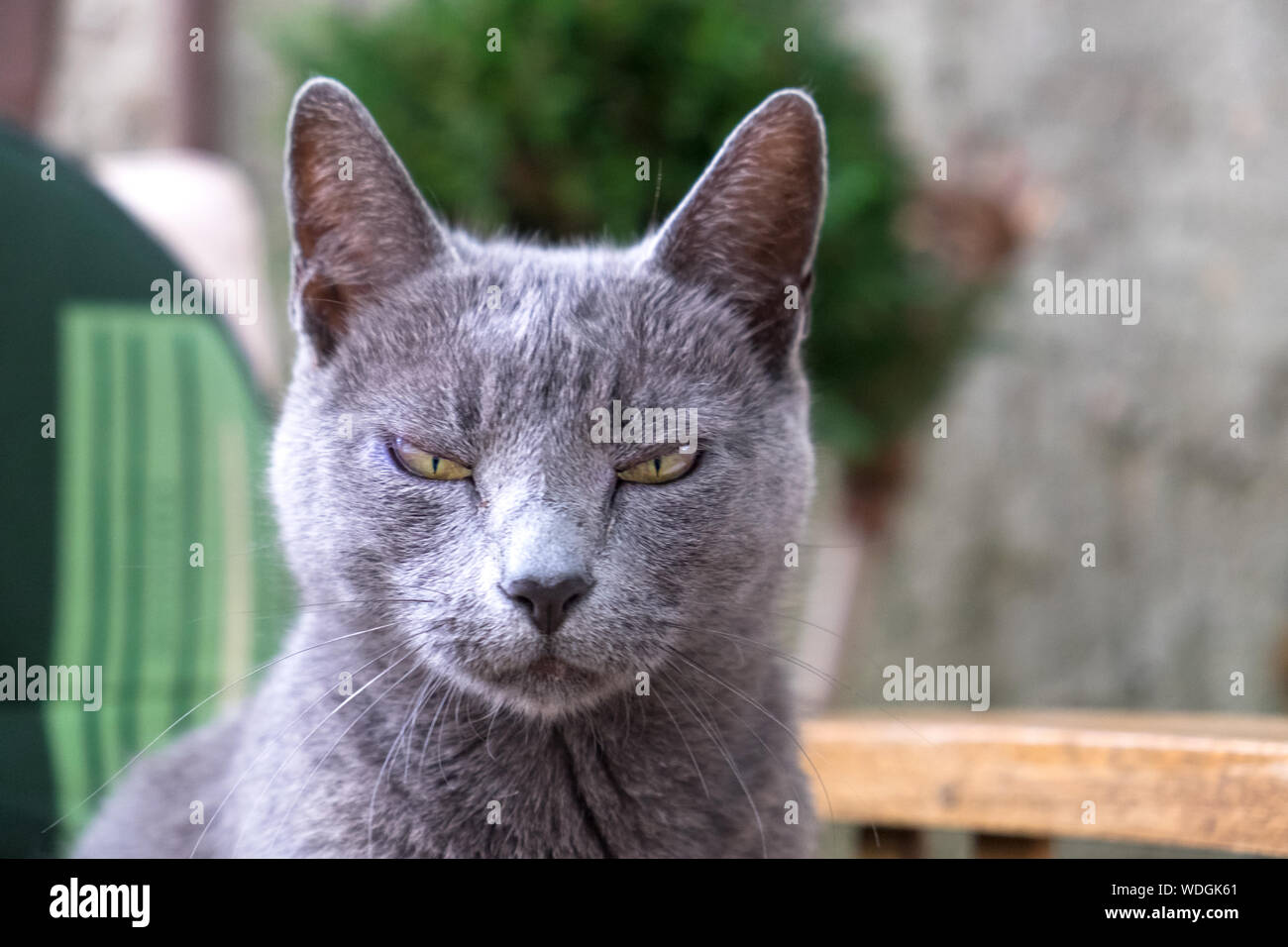 Chartreux cat hi-res stock photography and images - Alamy