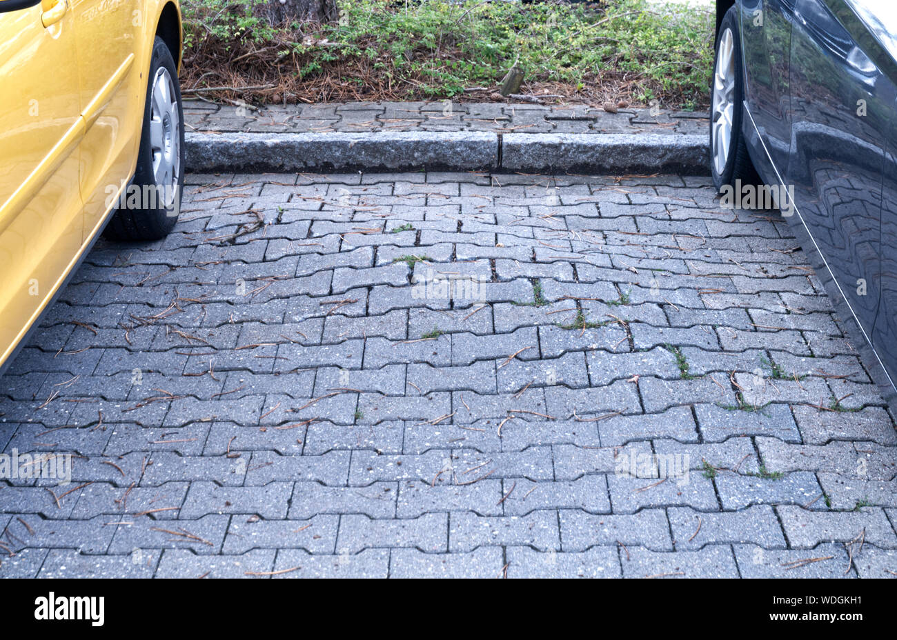deformation of surface of pavement at a parking lot caused by tree root ...